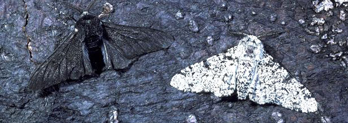Peppered moths: Example of evolution and science at work